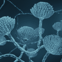 Invasive Fungal Diseases (IFDs) Treatment & Management